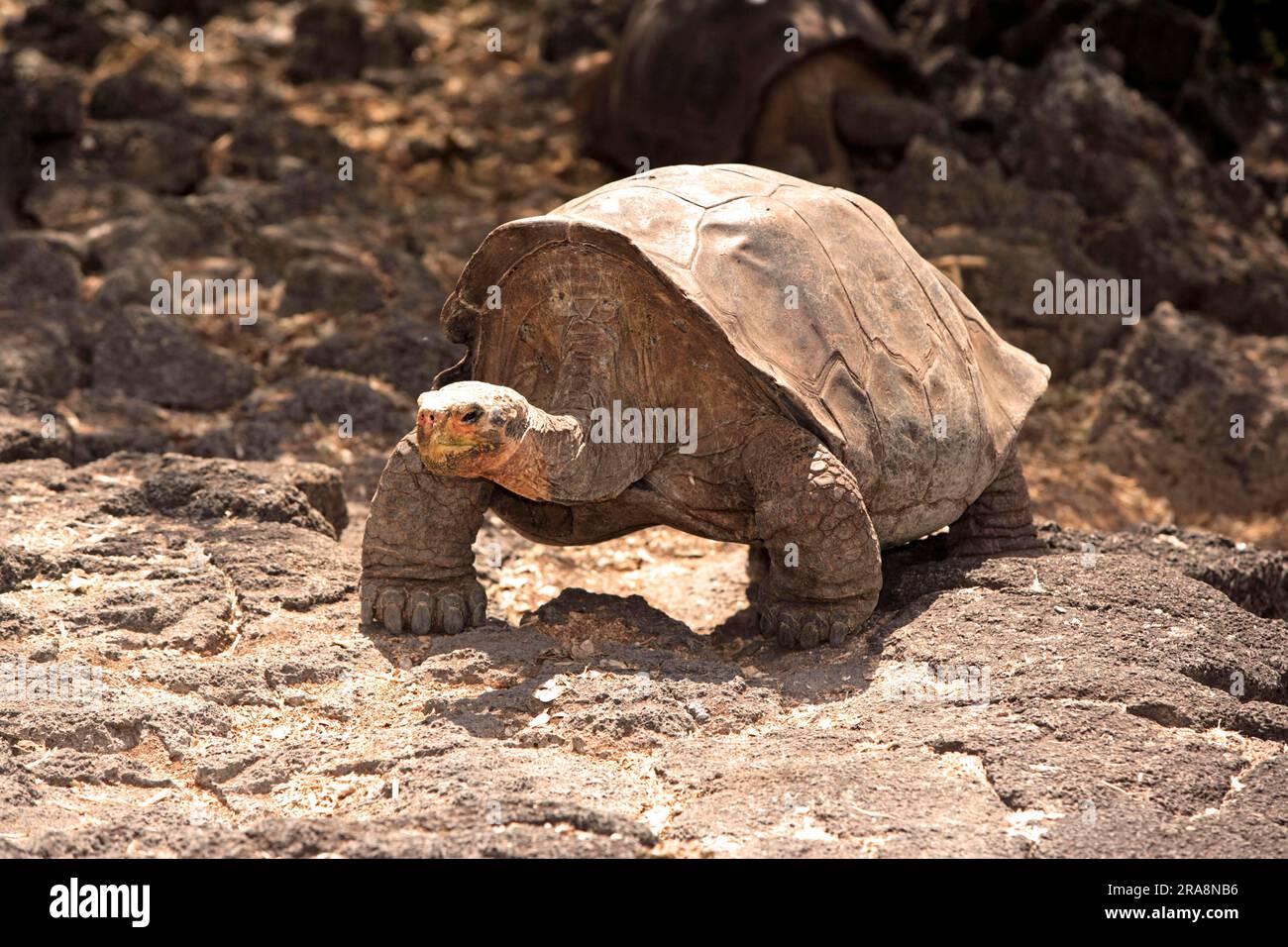 Galapagos Giant Tortoise (Geochelone nigra), Galapagos Islands, Ecuador ...