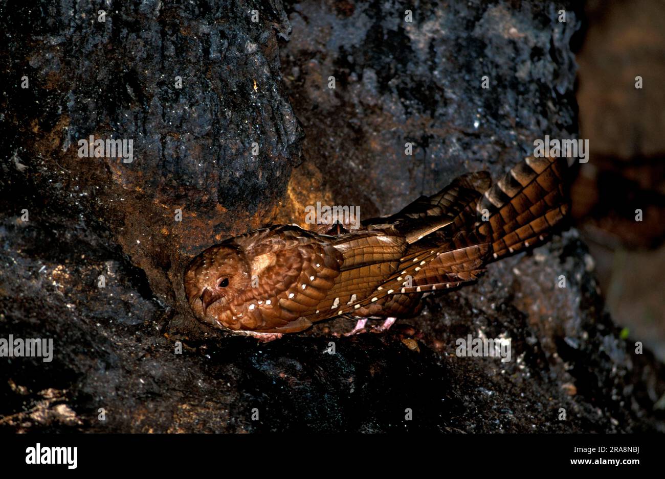 Oilbird (Steatornis caripensis), Asa Wright Nature Centre, oilbird ...