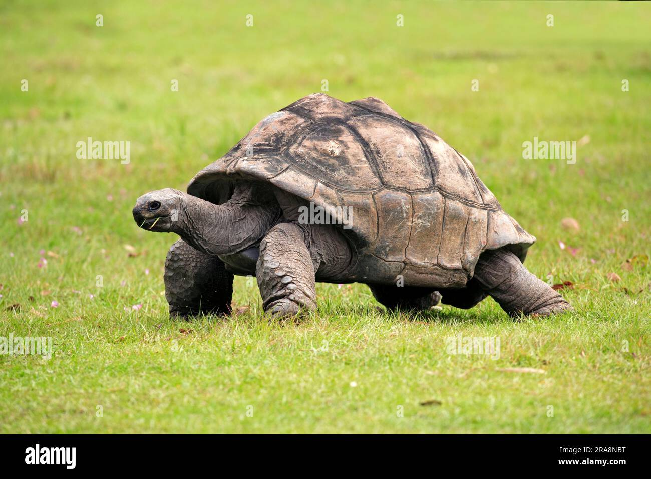 Galapagos Giant Tortoise (Geochelone nigra), Galapagos Islands, Ecuador ...