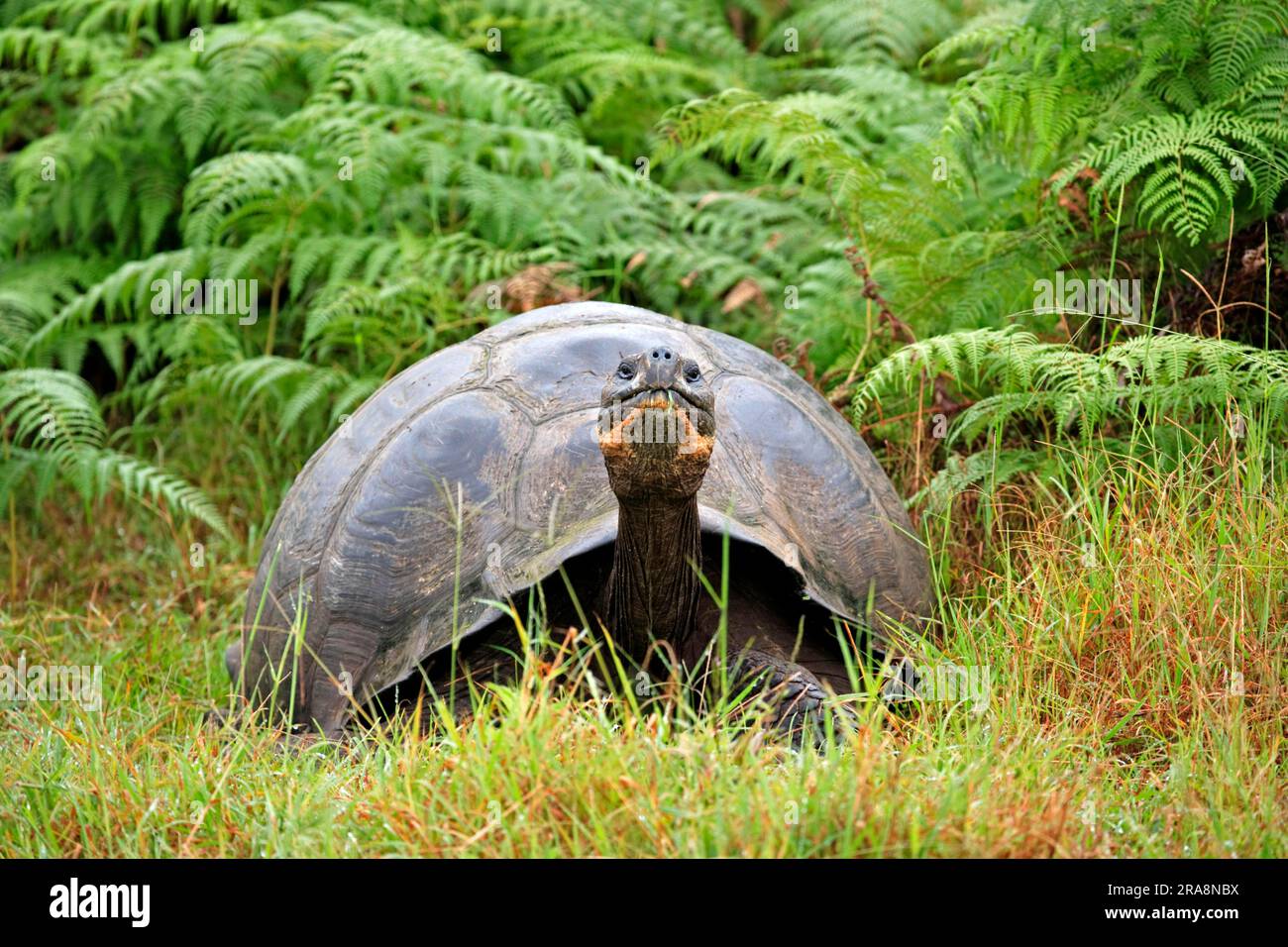 Galapagos Giant Tortoise (Geochelone nigra), Galapagos Islands, Ecuador ...