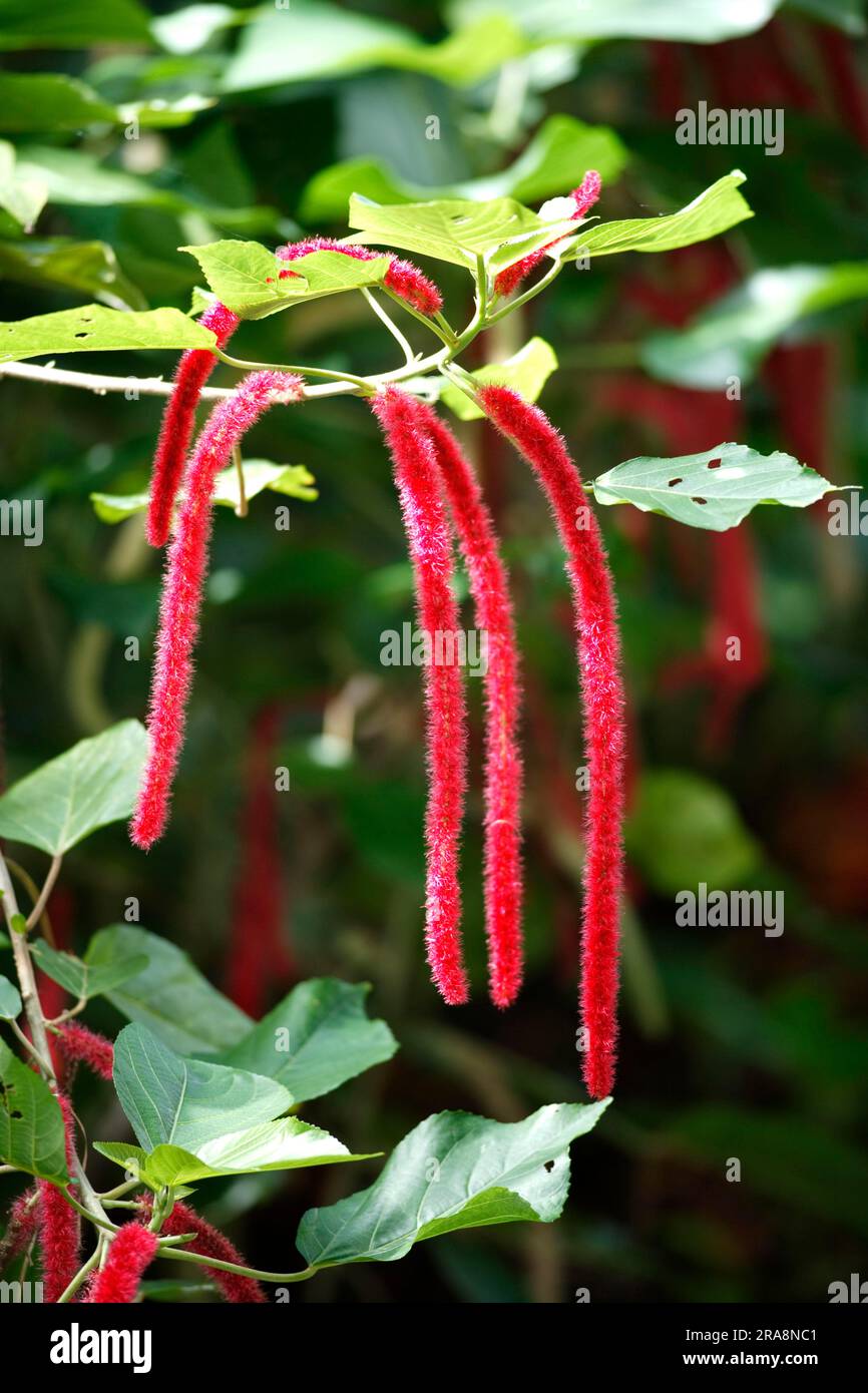 Chenille plant (Acalypha hispida), nettle beauty, foxtail, Australia ...