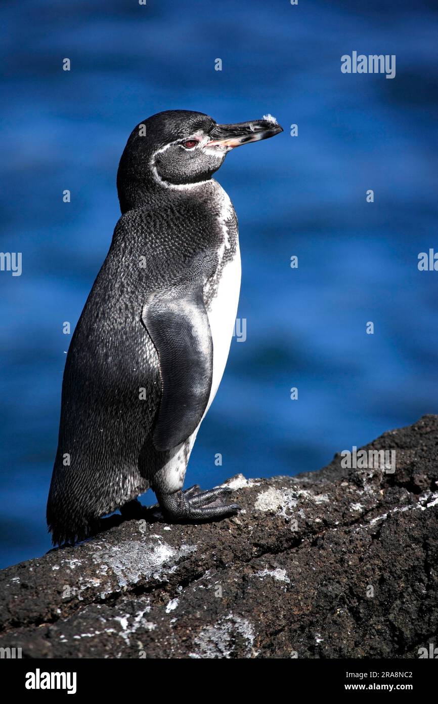 Galapagos penguin (Spheniscus mendiculus), Ecuador, Galapagos penguin ...