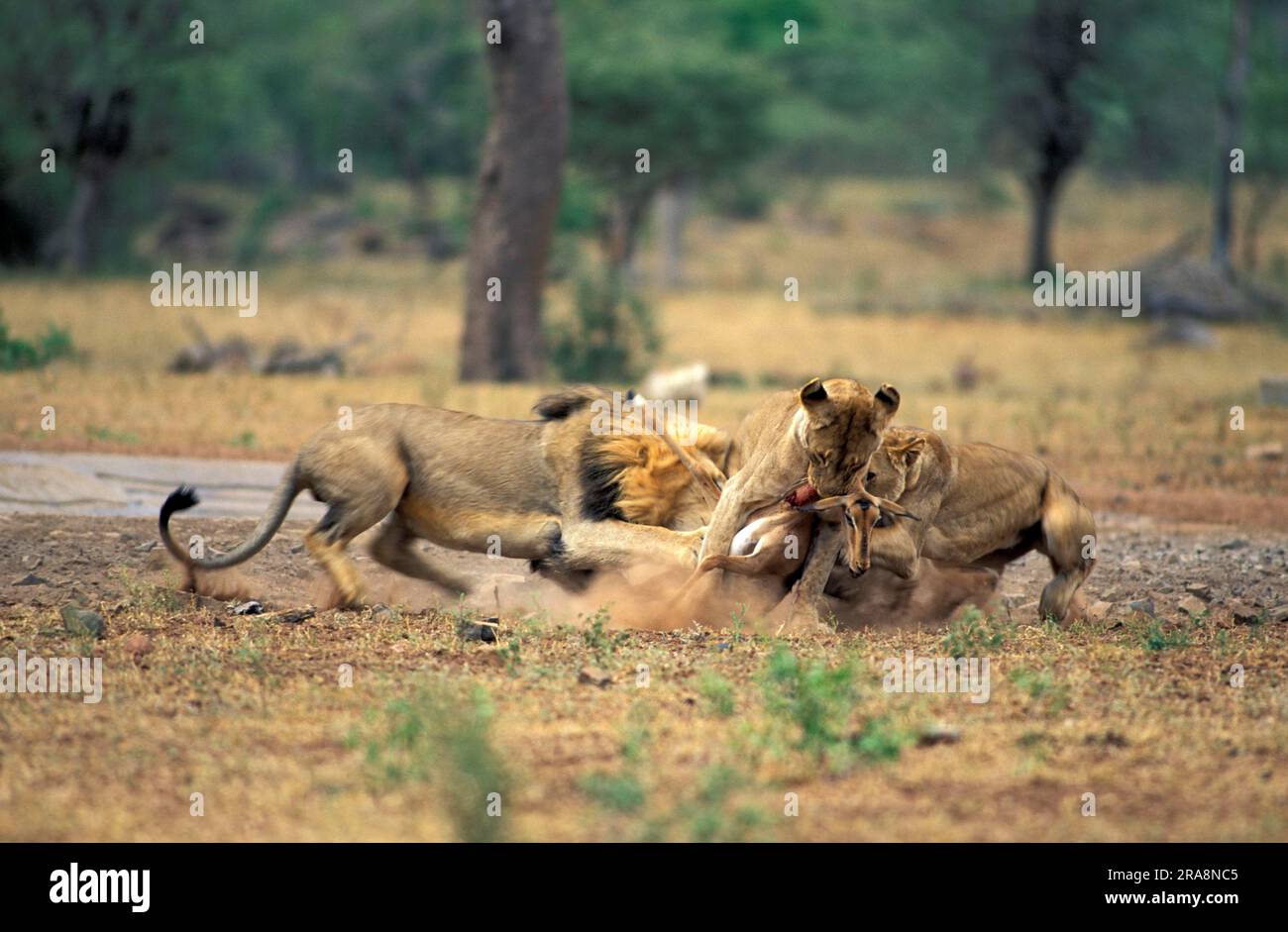 Lion Hunting Antelope Sable Antelope Hunting In South Africa Trophy
