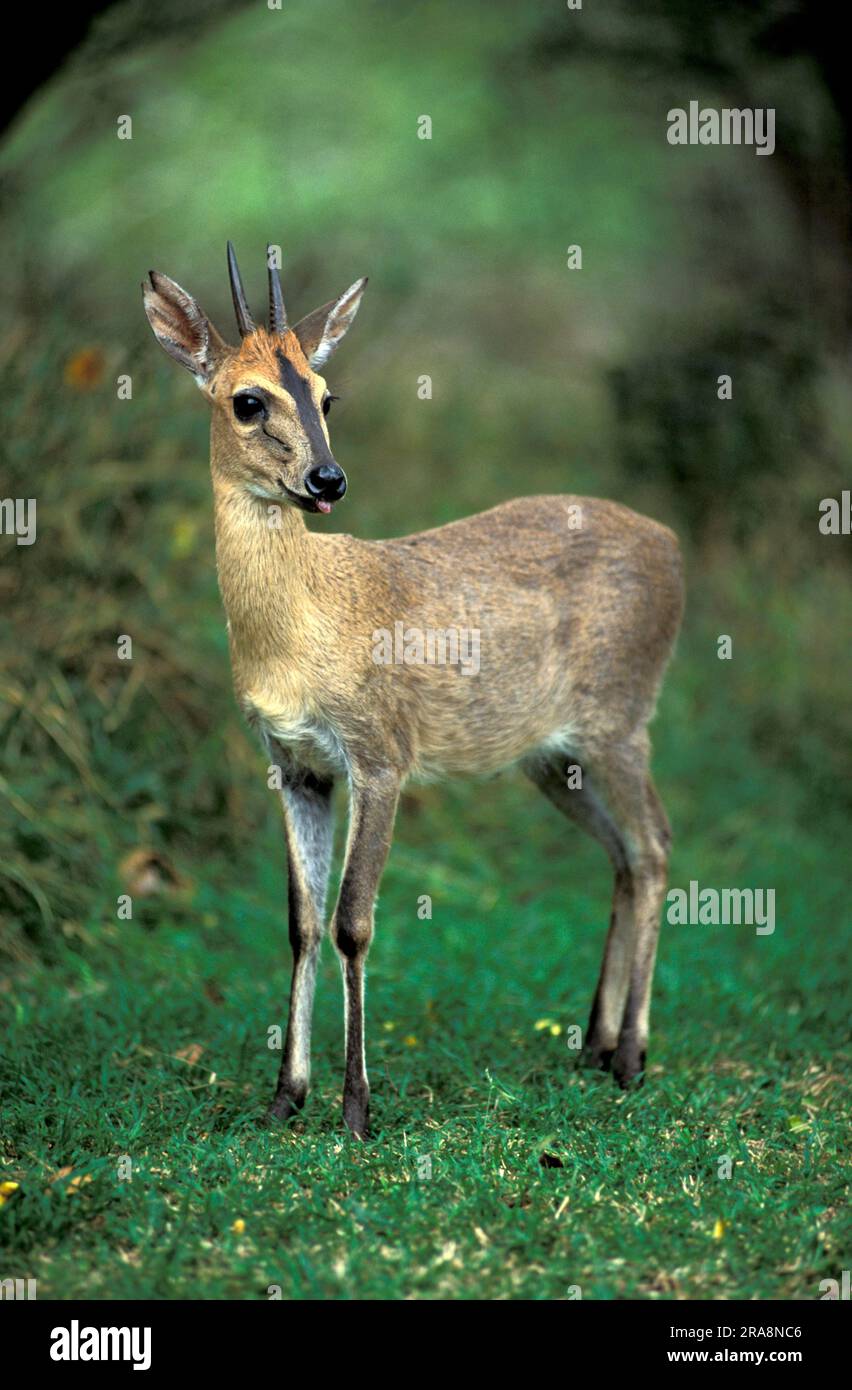 Common Duiker (Sylvicapra grimmia), Kwazulu Natal, South Africa Stock ...