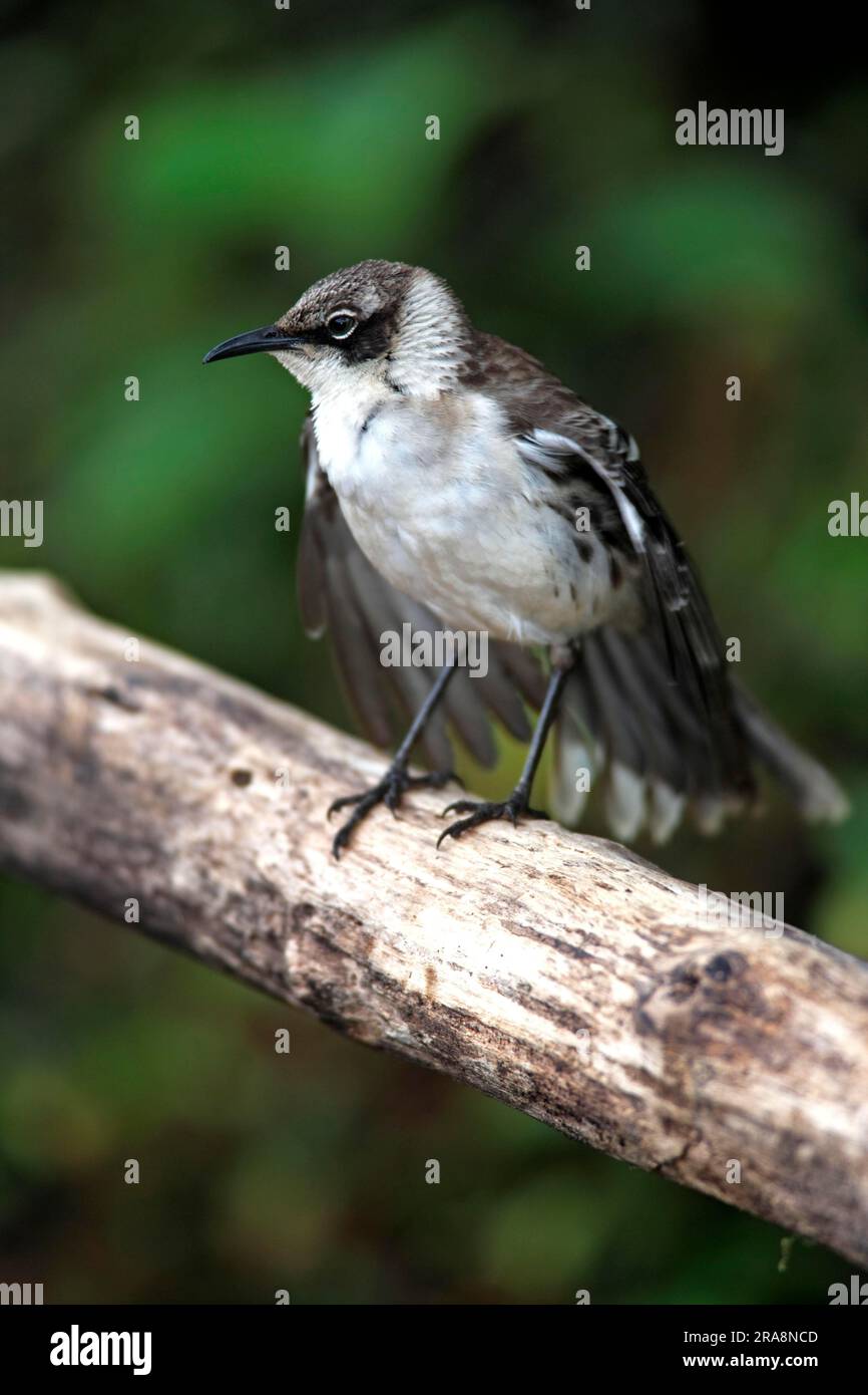 Galapagos Mockingbird, Galapagos Islands, Ecuador (Nesomimus parvulus ...