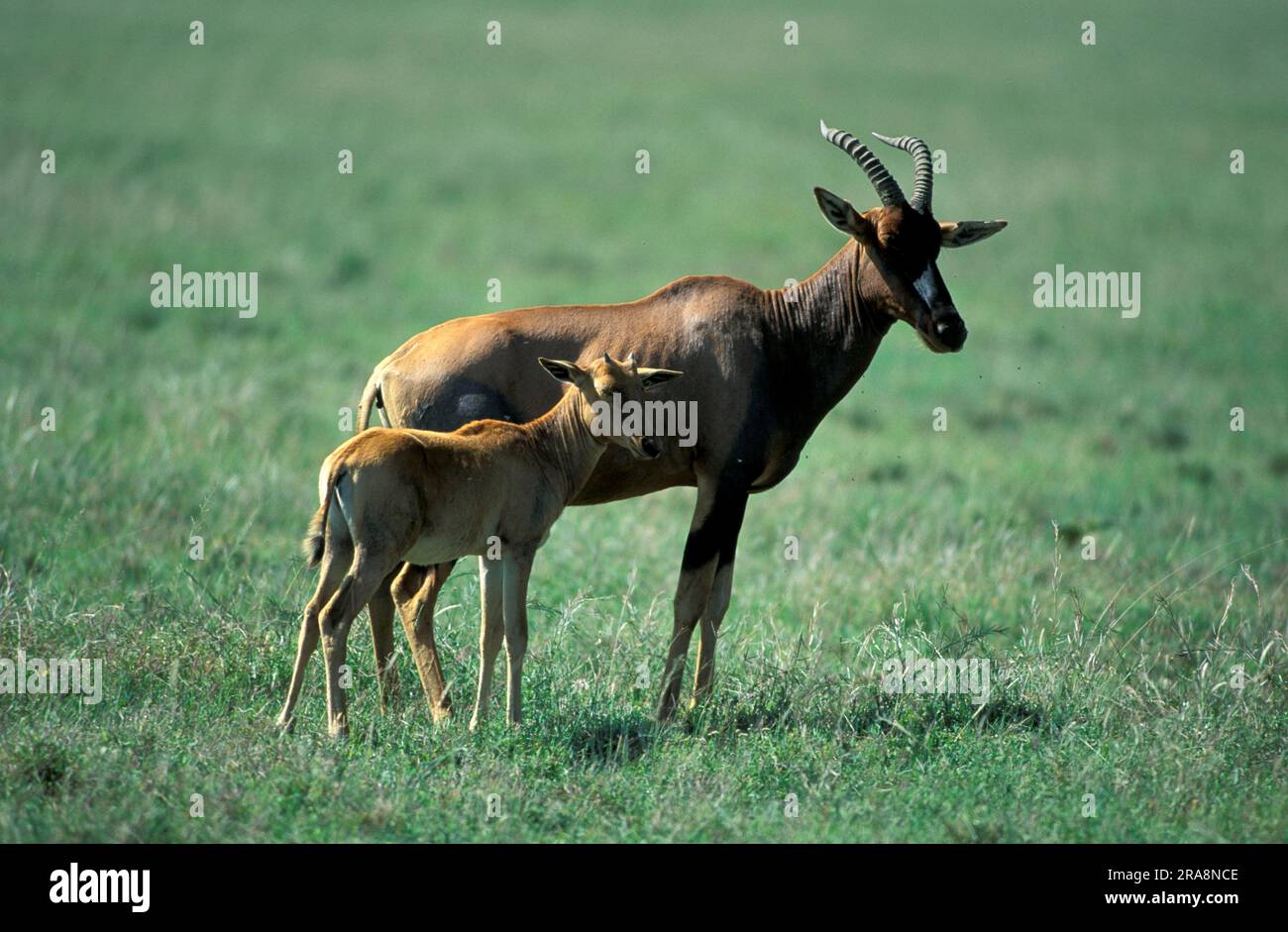 Topi, female with young, Serengeti National Park (Damaliscus lunatus ...