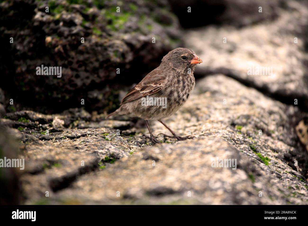 Small Ground Finch, Galapagos Islands, Ecuador (Geospiza fuliginosa ...