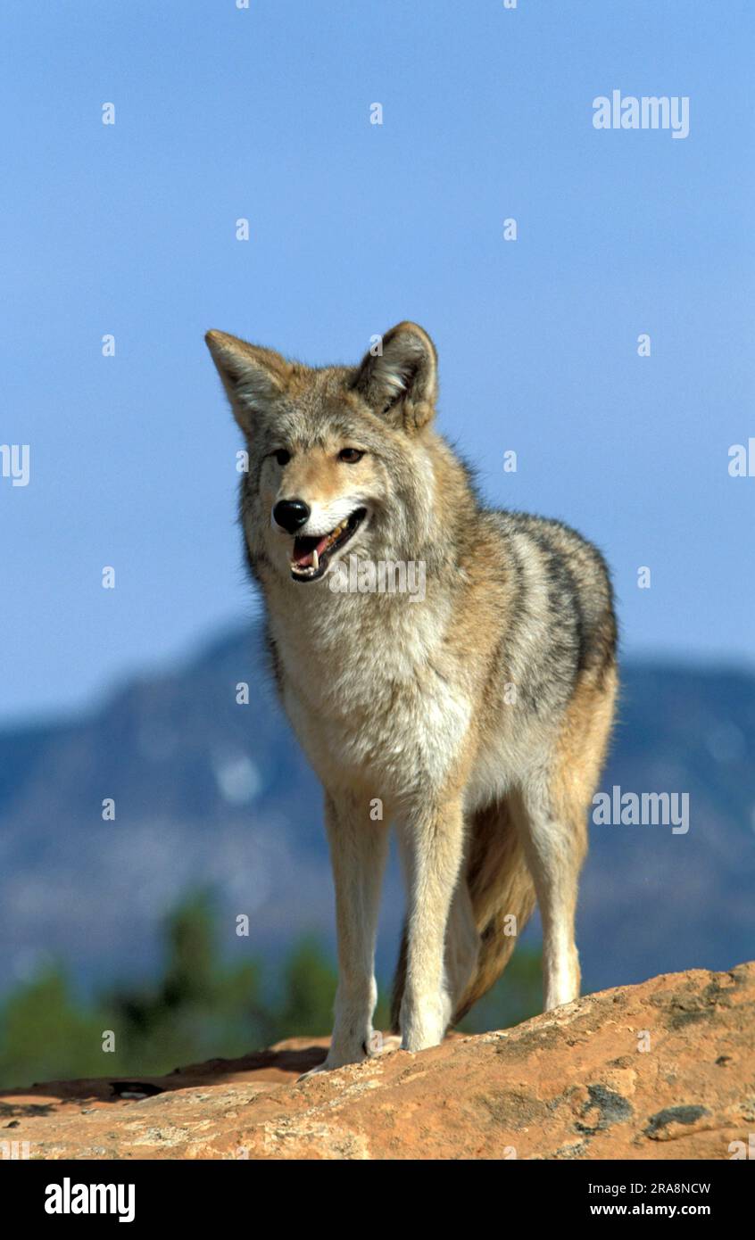 Coyote behavior hi-res stock photography and images - Alamy