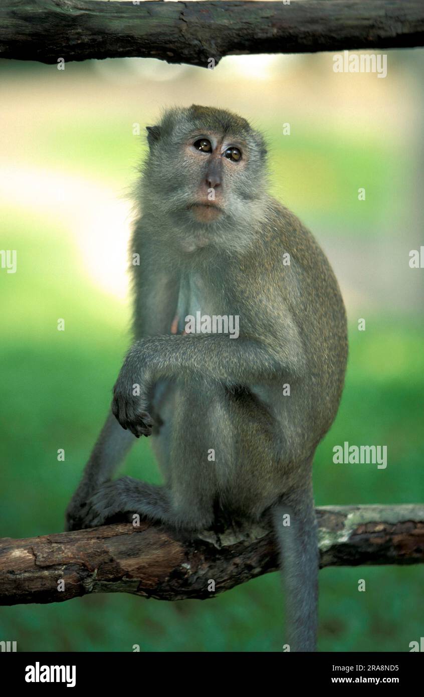 Long-tailed Macaque, female, Singapore, Crab-eating Macaque (Macaca ...