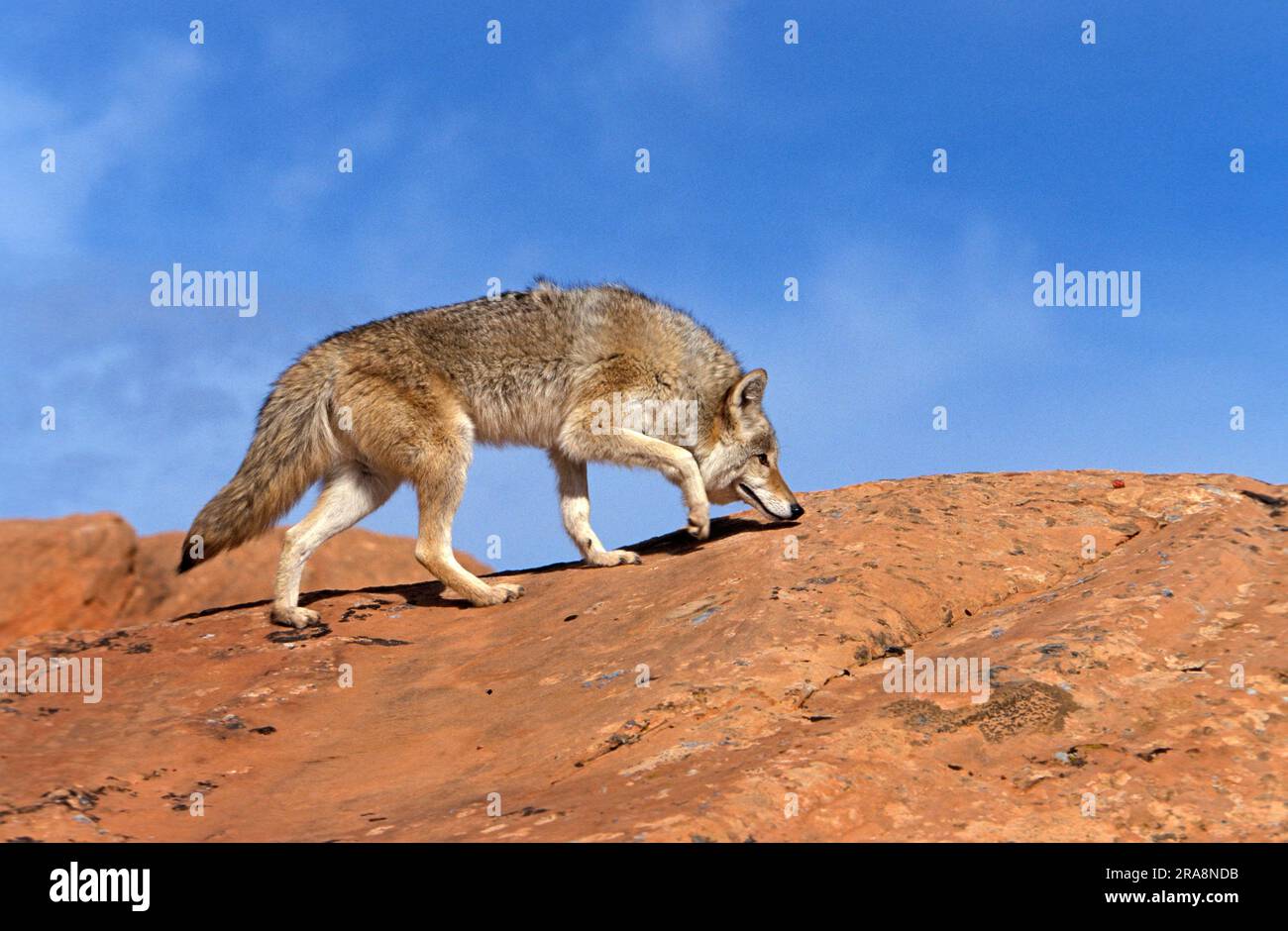 Coyote side hi-res stock photography and images - Alamy