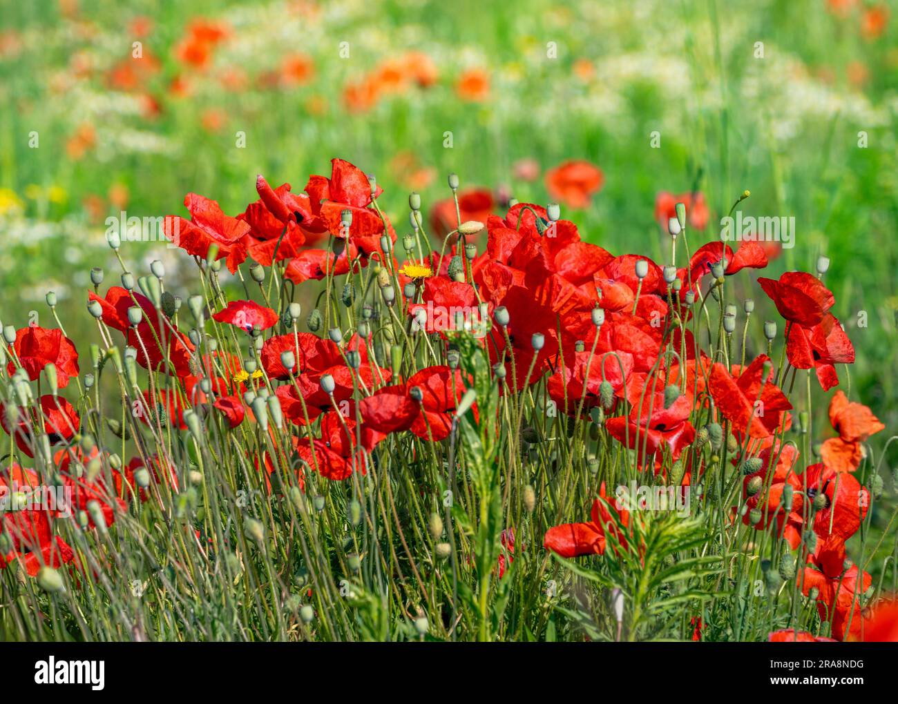 bunch of red flowering poppy flowers Stock Photo - Alamy
