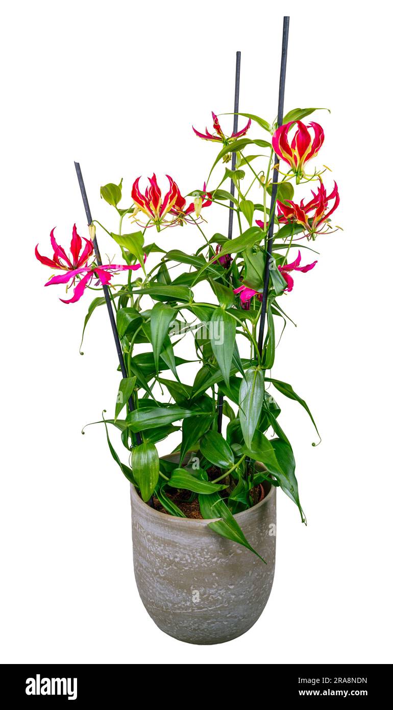 Isolated potted flame lily flower with red blossoms Stock Photo - Alamy