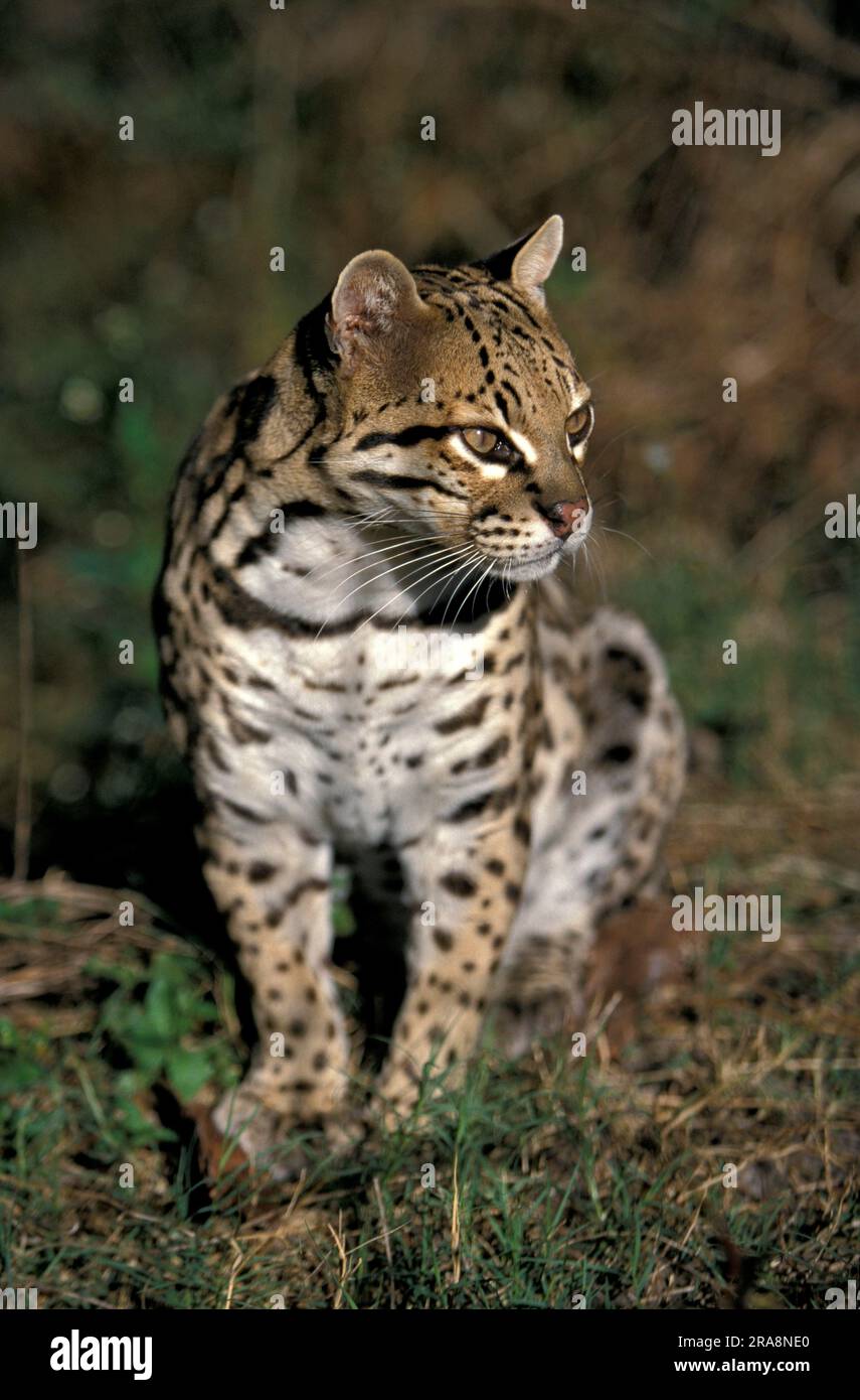 Ocelot (Leopardus pardalis Stock Photo - Alamy
