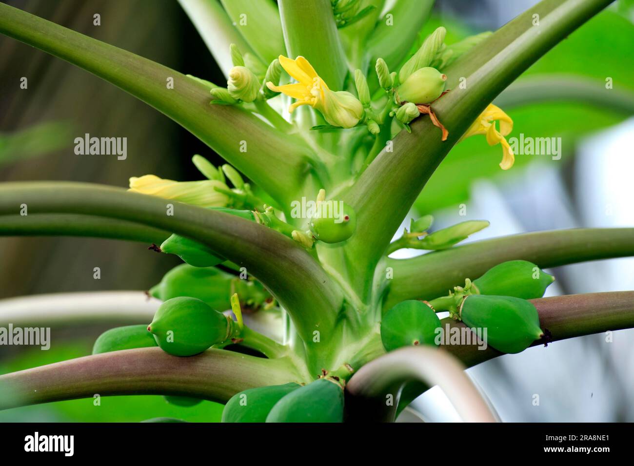 Papaya papaya carica papaya island hi-res stock photography and images ...