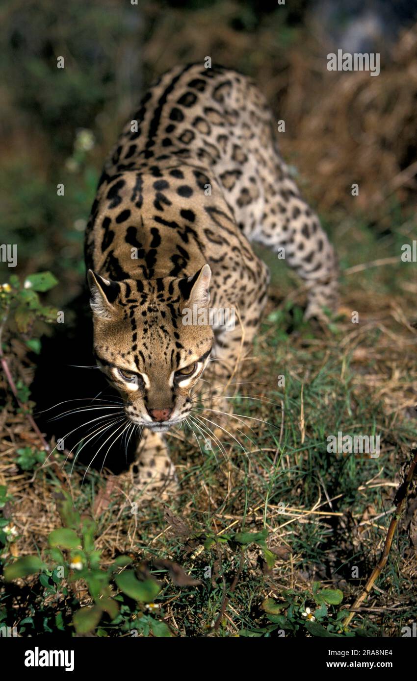 Ocelot (Leopardus pardalis Stock Photo - Alamy