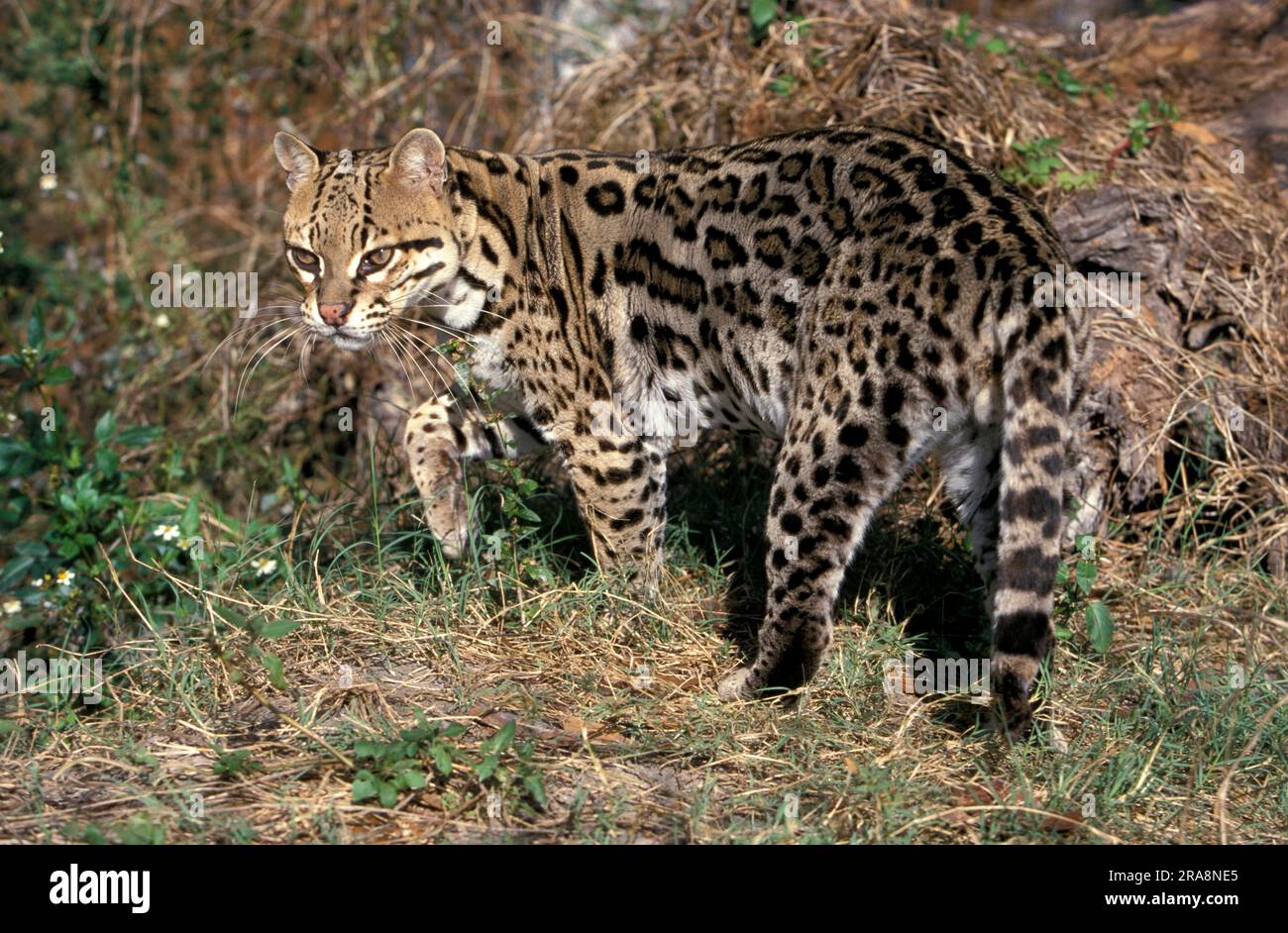 Ocelot (Leopardus pardalis Stock Photo - Alamy