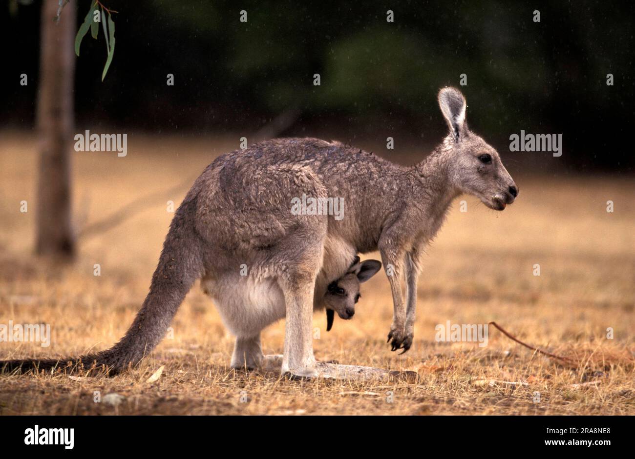 Grey kangaroo joey hi-res stock photography and images - Alamy