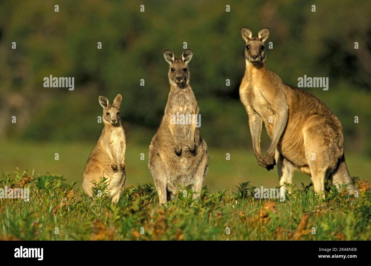 Eastern Giant Grey Kangaroo, eastern grey kangaroo (Macropus giganteus ...