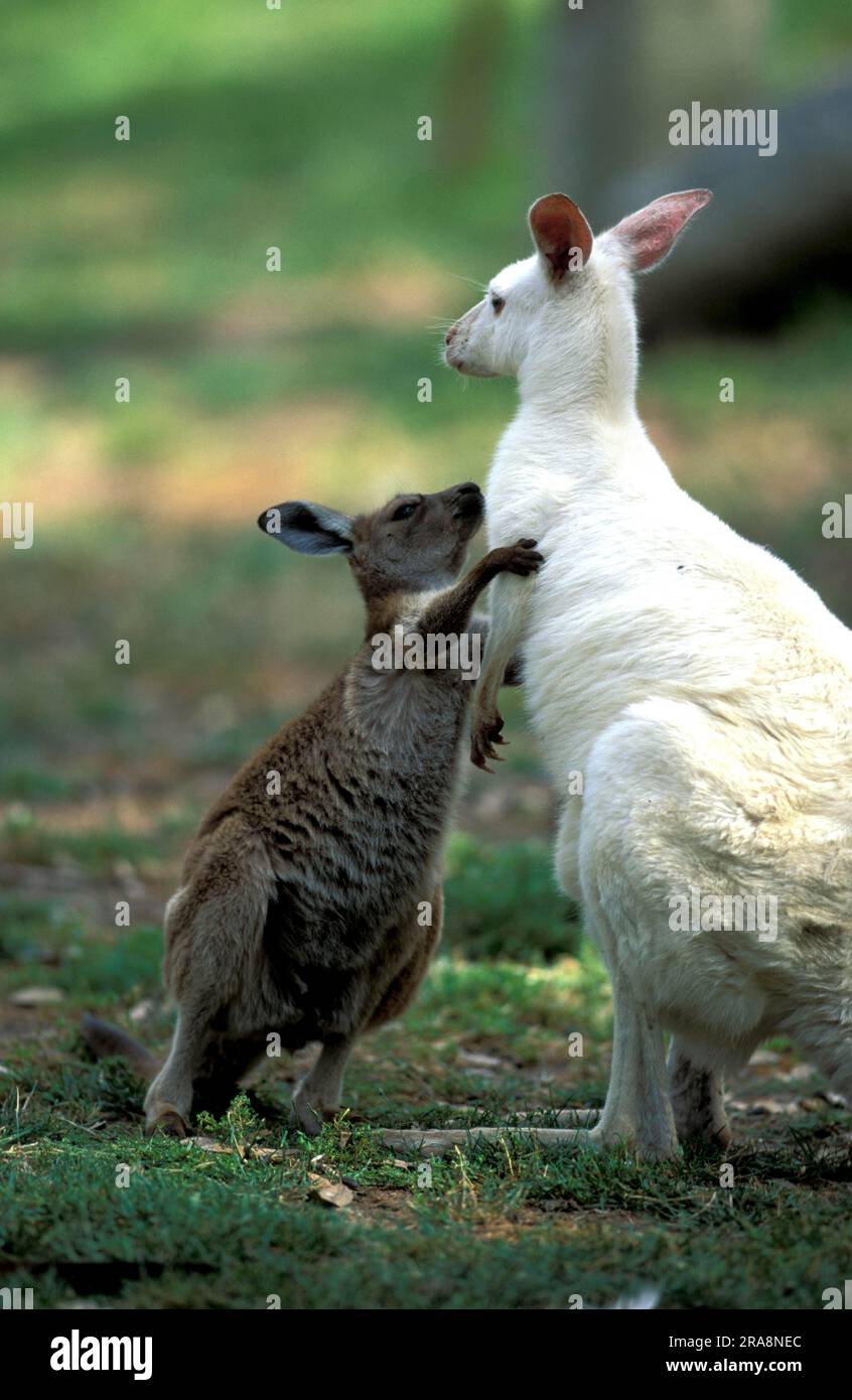 Eastern Grey Kangaroos (Macropus giganteus), albino female with young, Australia Stock Photo - Alamy