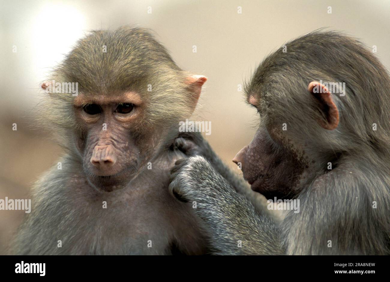 Hamadryas baboons (Papio hamadryas), young animals Stock Photo - Alamy