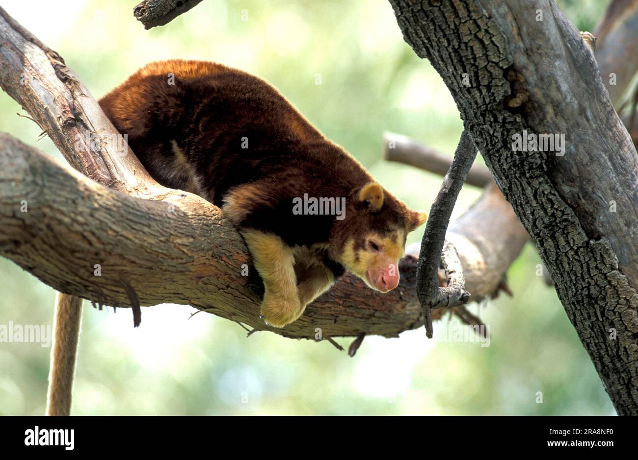 Matschies tree kangaroo tree hi-res stock photography and images - Alamy