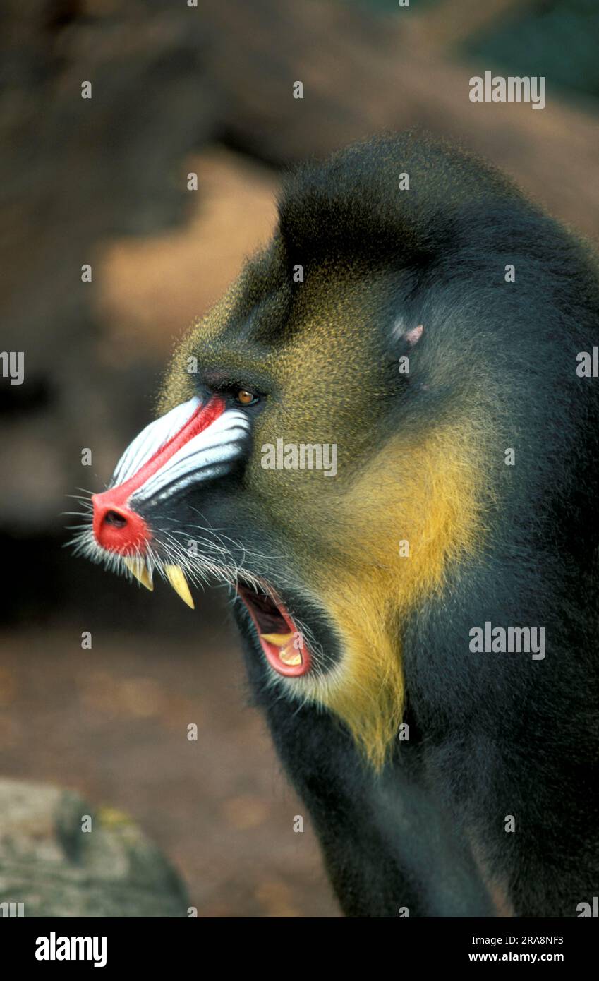 Adult mandrill hi-res stock photography and images - Alamy