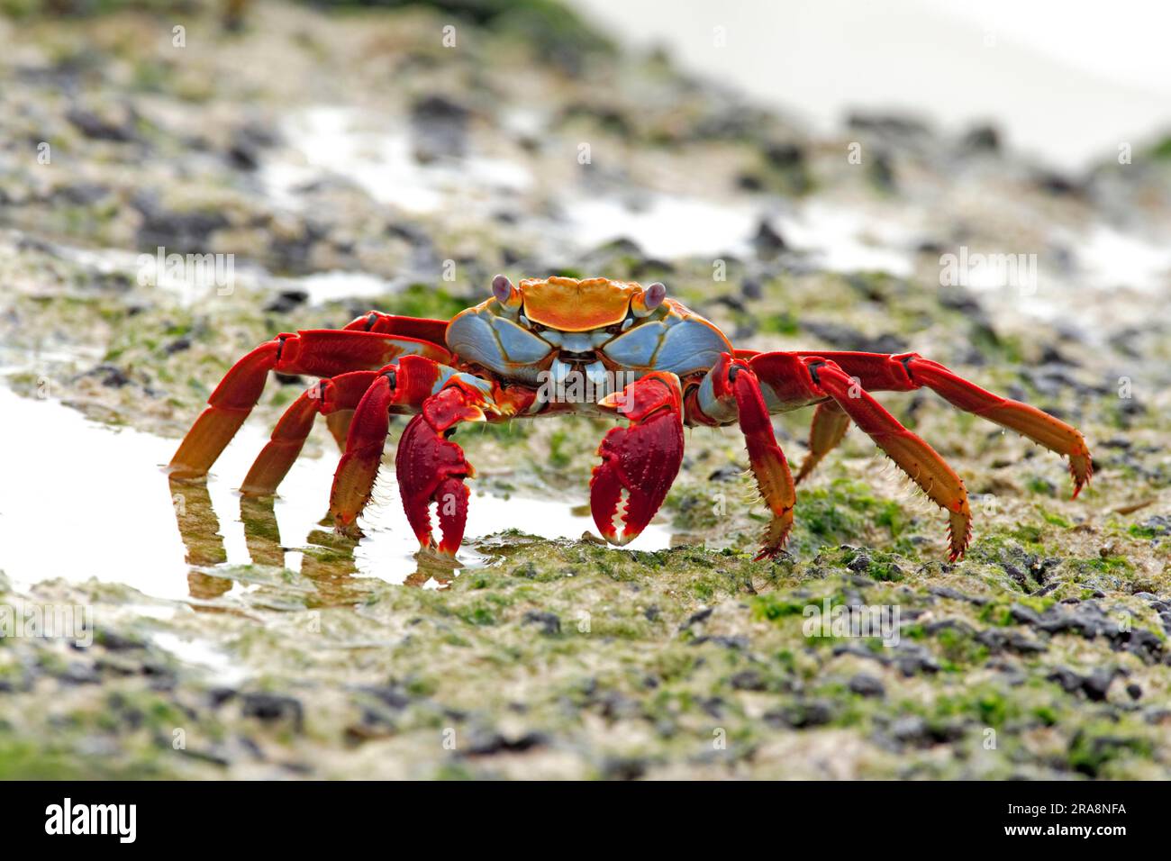 Red rock crab (Grapsus grapsus), Galapagos Islands, Ecuador Stock Photo ...
