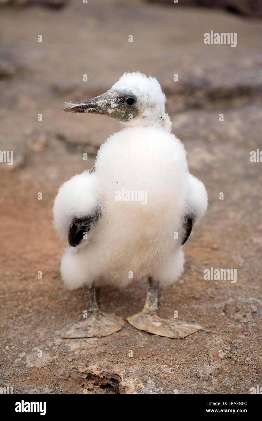 Masked Booby (Sula dactylatra), chick, Galapagos Islands, Ecuador Stock ...