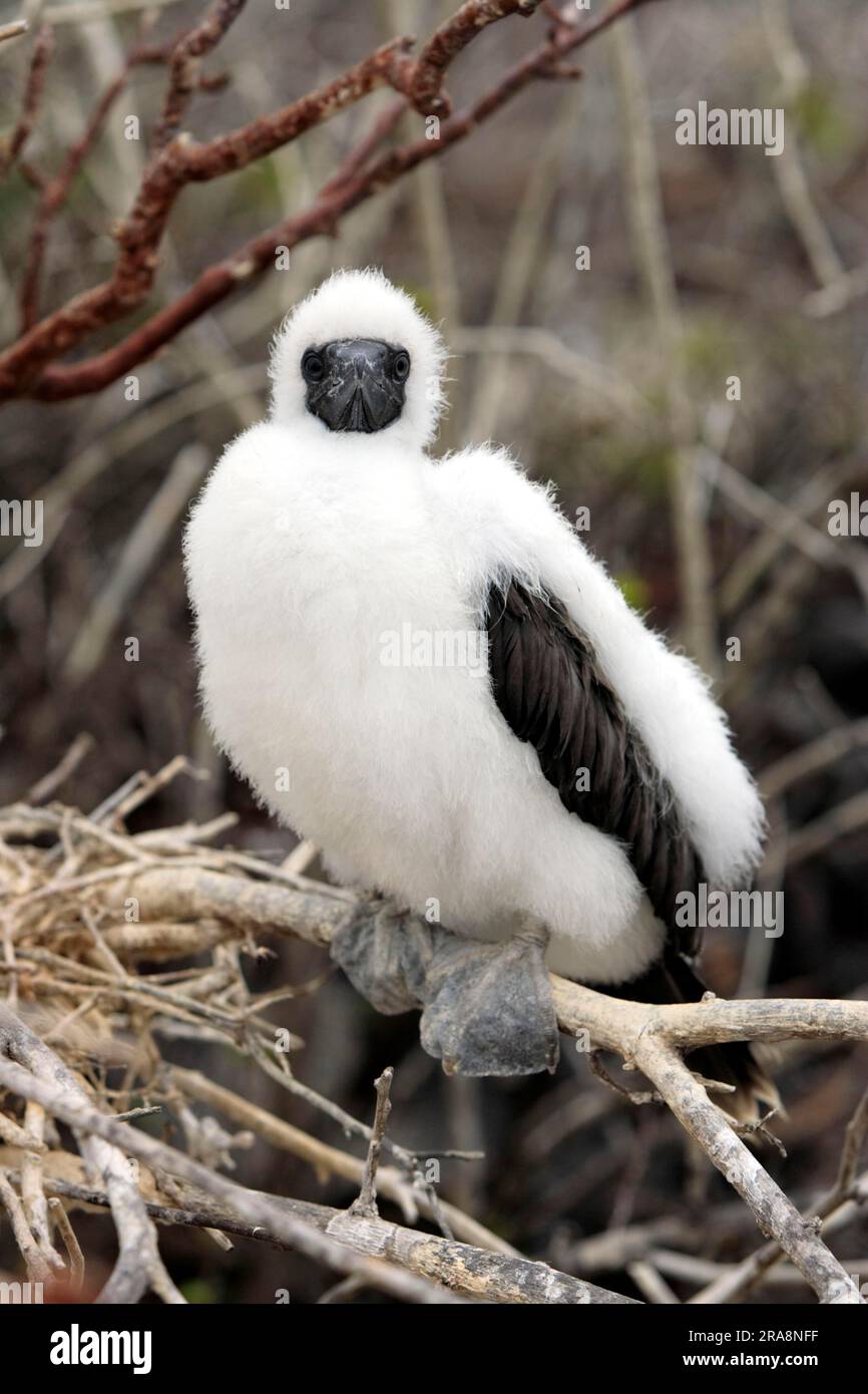 Red-footed booby (Sula sula), young bird, Galapagos Islands, Ecuador ...