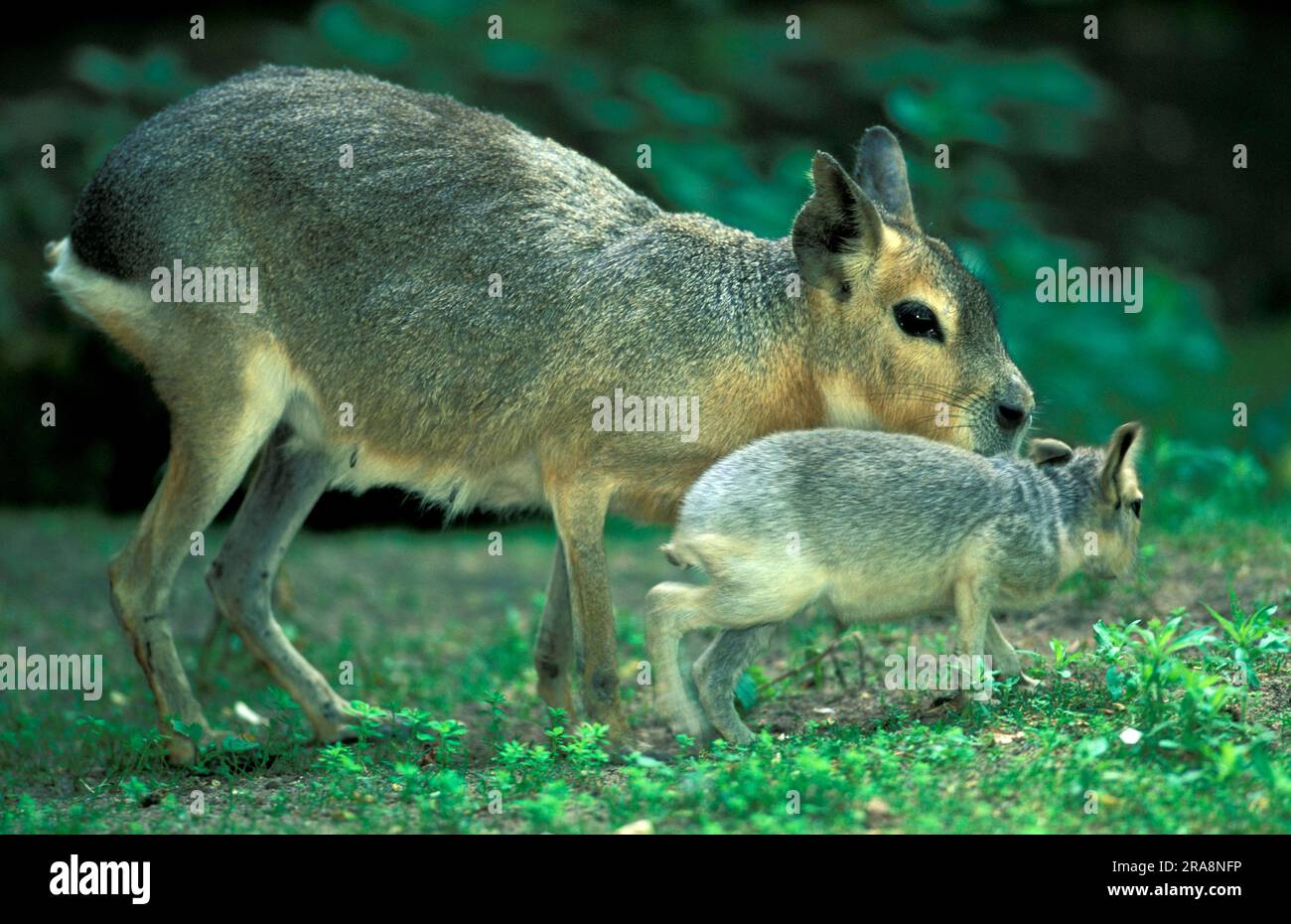 Maras (Dolichotis patagonum), female and young Stock Photo - Alamy