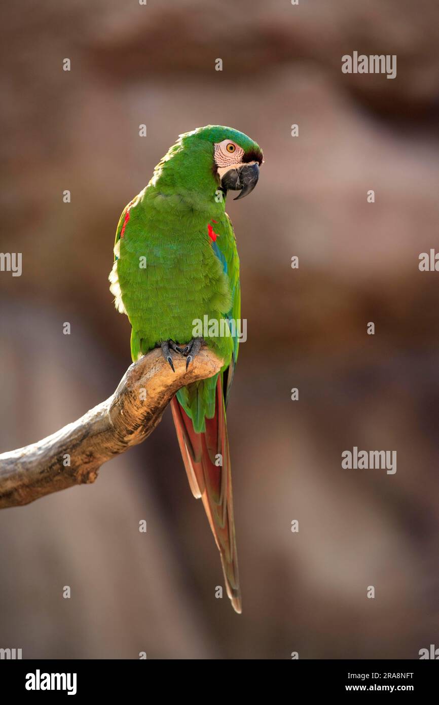 Chestnut-fronted Macaw (Ara severa Stock Photo - Alamy