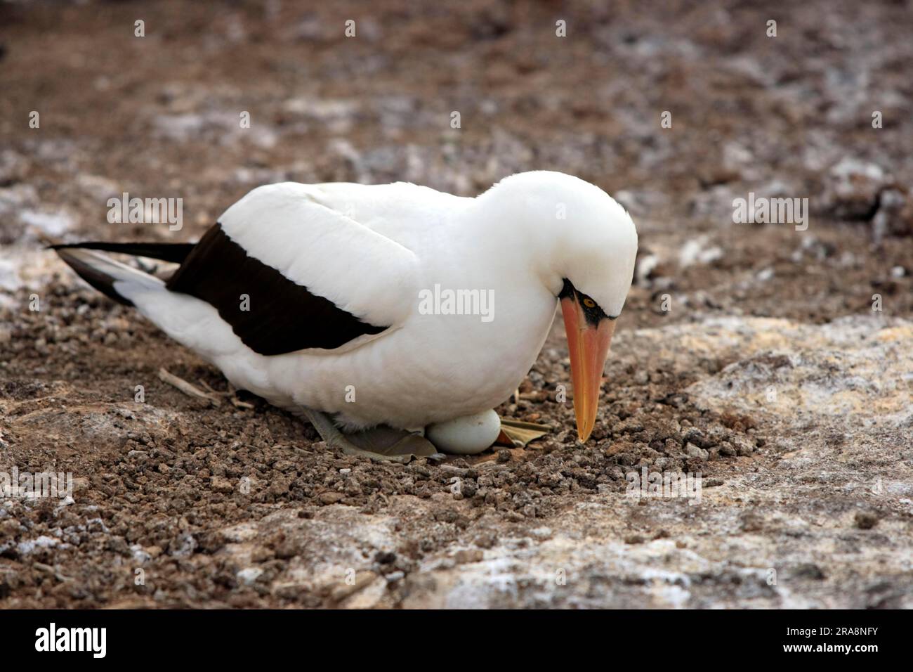 Masked booby (Sula dactylatra) on nest with egg, Galapagos Islands ...