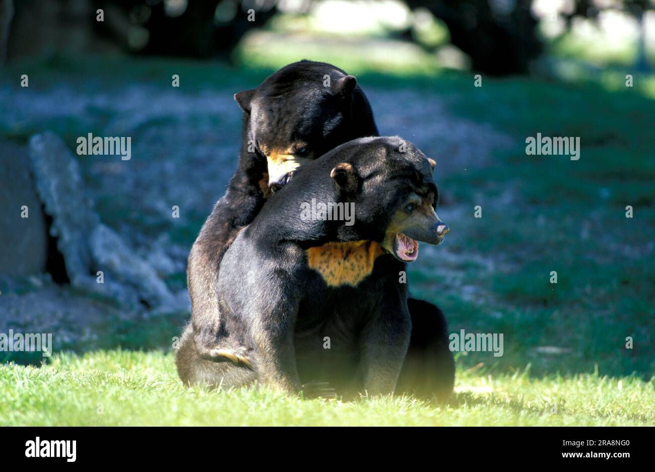 Malayan Sun Bears (Helarctos malayanus), pair Stock Photo - Alamy