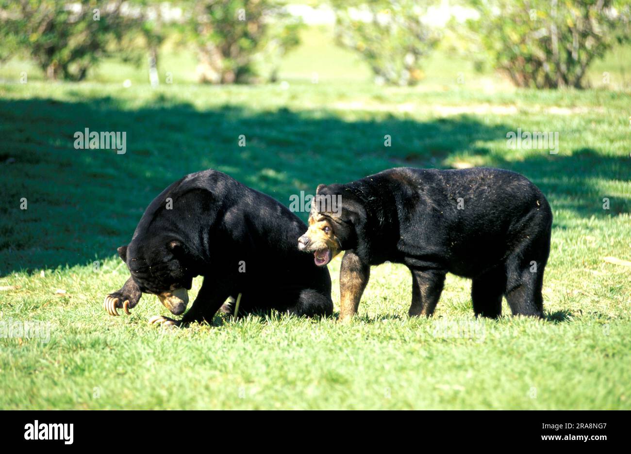 Malayan Sun Bears (Helarctos malayanus), pair Stock Photo - Alamy