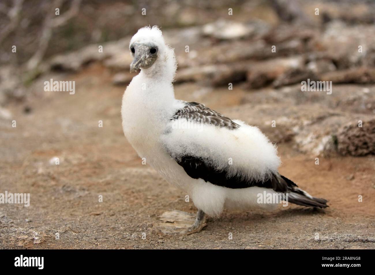 Masked Booby (Sula dactylatra), chick, Galapagos Islands, Ecuador, side ...