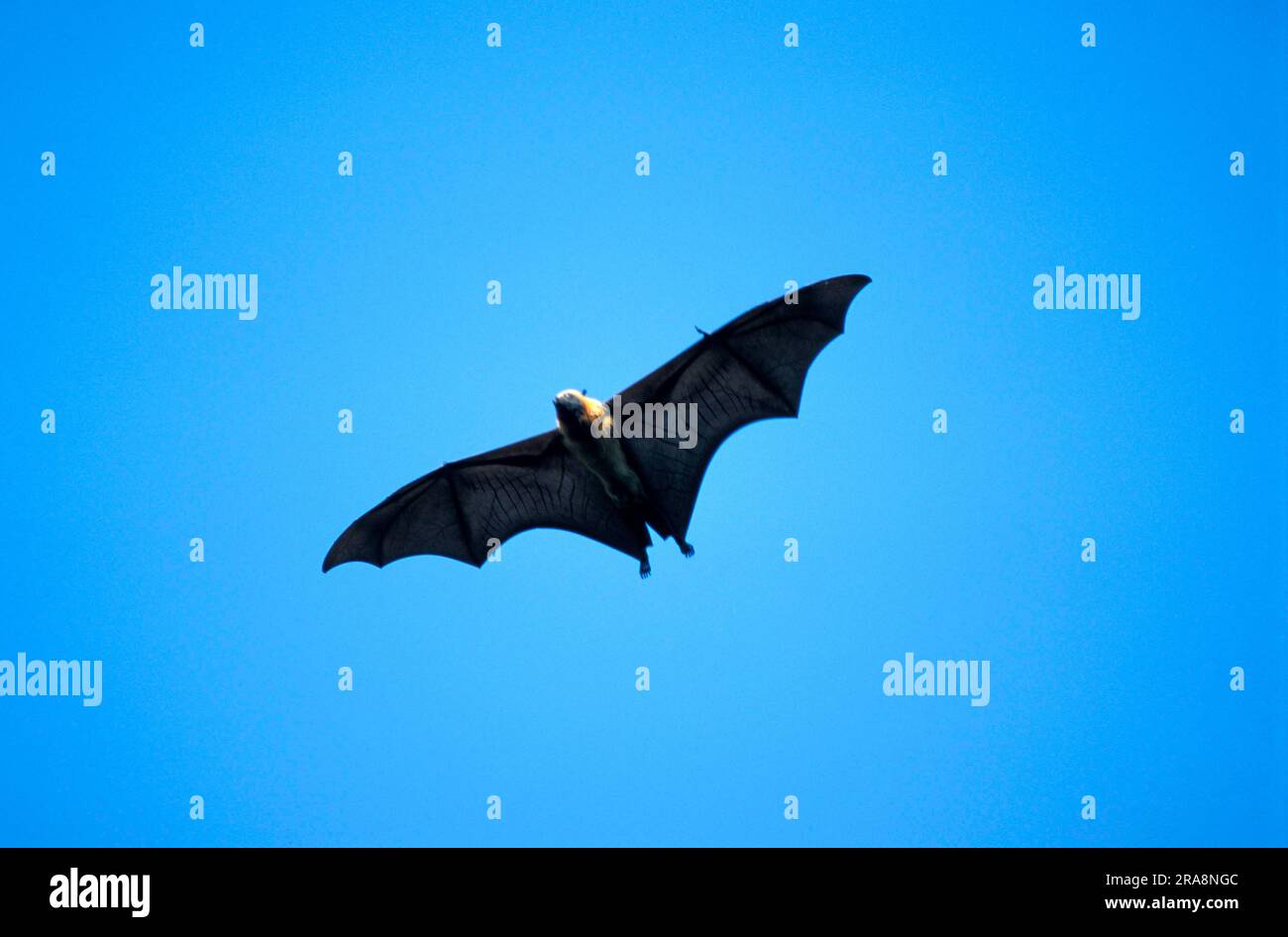 Madagascan flying fox pteropus rufus hi-res stock photography and ...