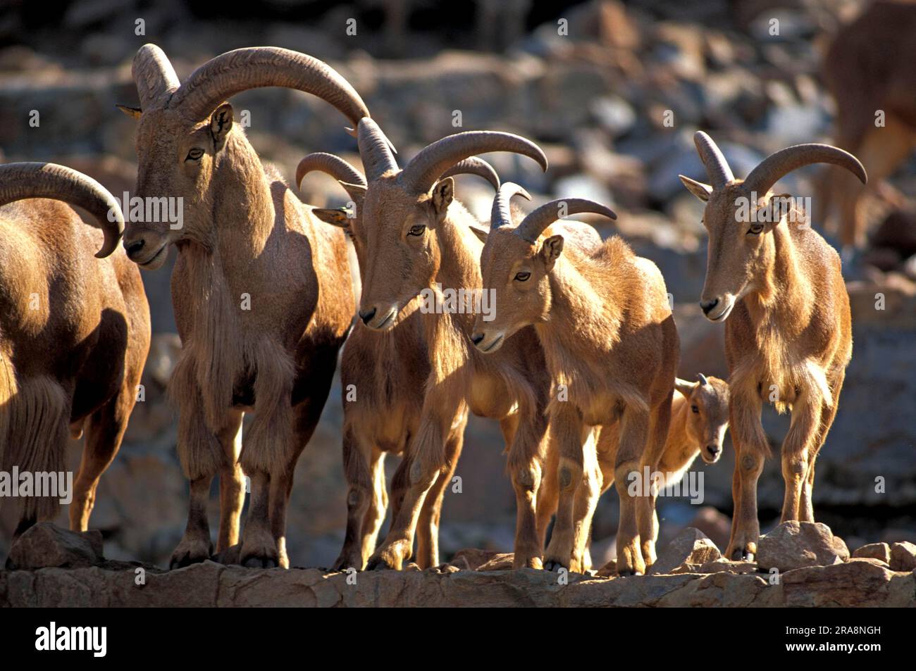 Group barbary sheep ammotragus hi-res stock photography and images - Alamy