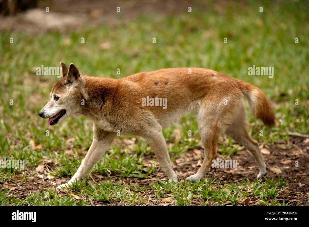 (Canis lupus hallstromi) (Canis familiaris hallstromi), Hallstrom dog ...