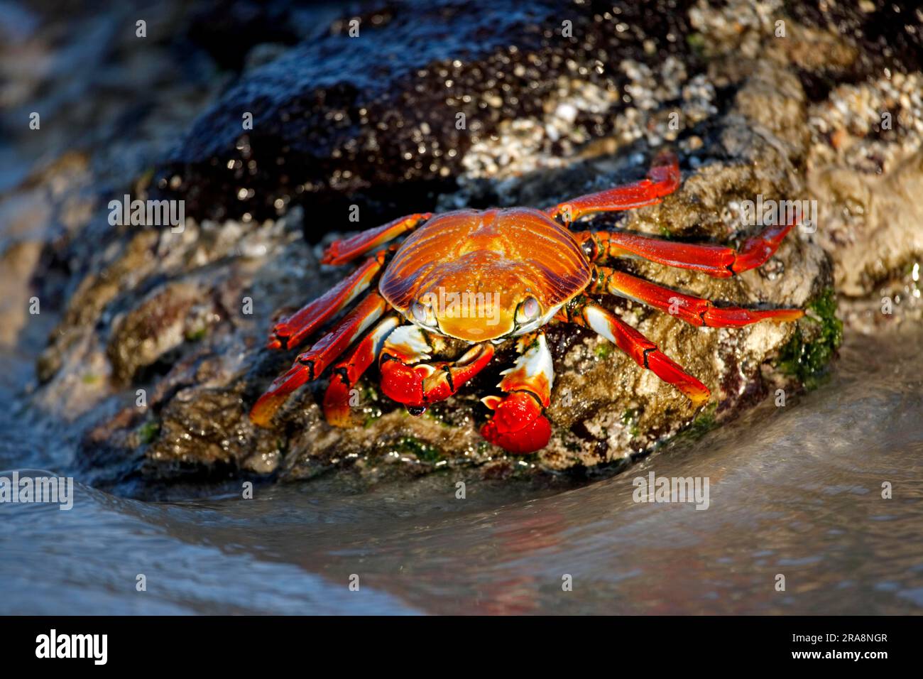 Red rock crab (Grapsus grapsus), Galapagos Islands, Ecuador Stock Photo ...