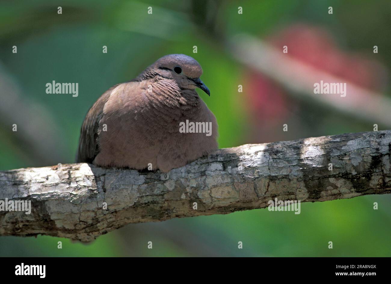 Ruddy Ground Dove (Columbina talpacoti), Tobago Stock Photo - Alamy