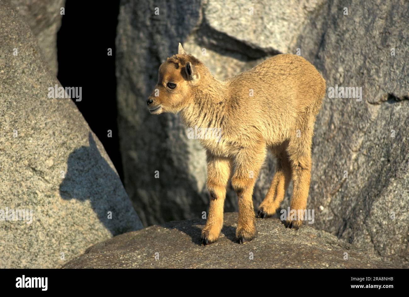 Baby barbary sheep hi-res stock photography and images - Alamy