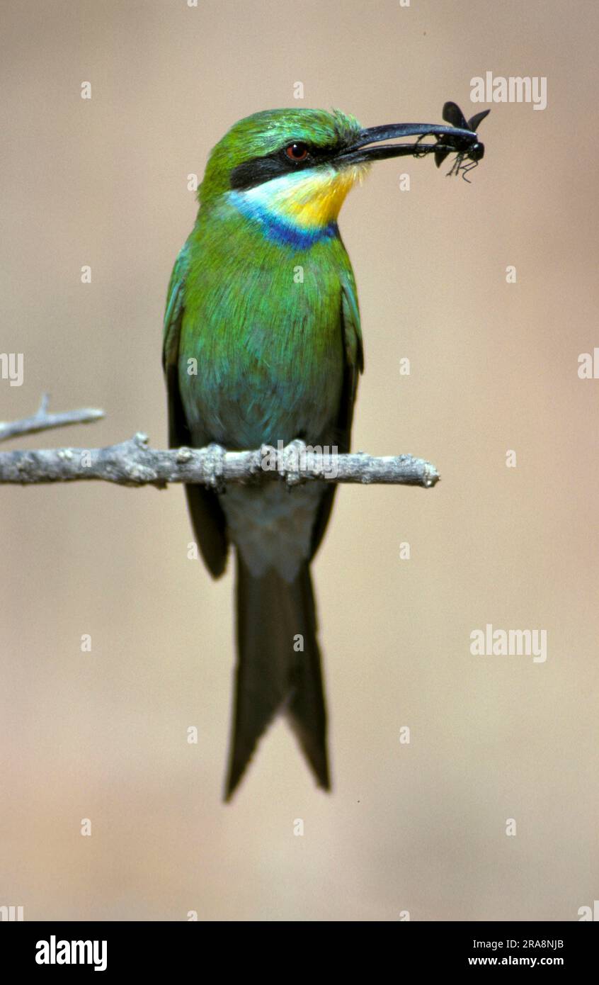 Swallow-tailed Bee-eater (Merops hirundineus) with prey, Kalahari ...