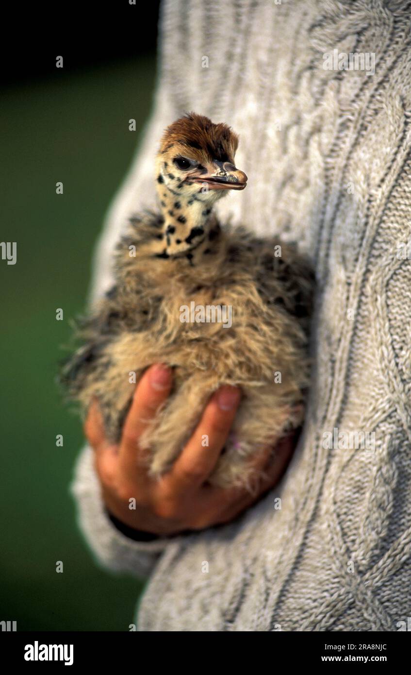 South African Ostrich (Struthio camelus australis), chick in hand ...