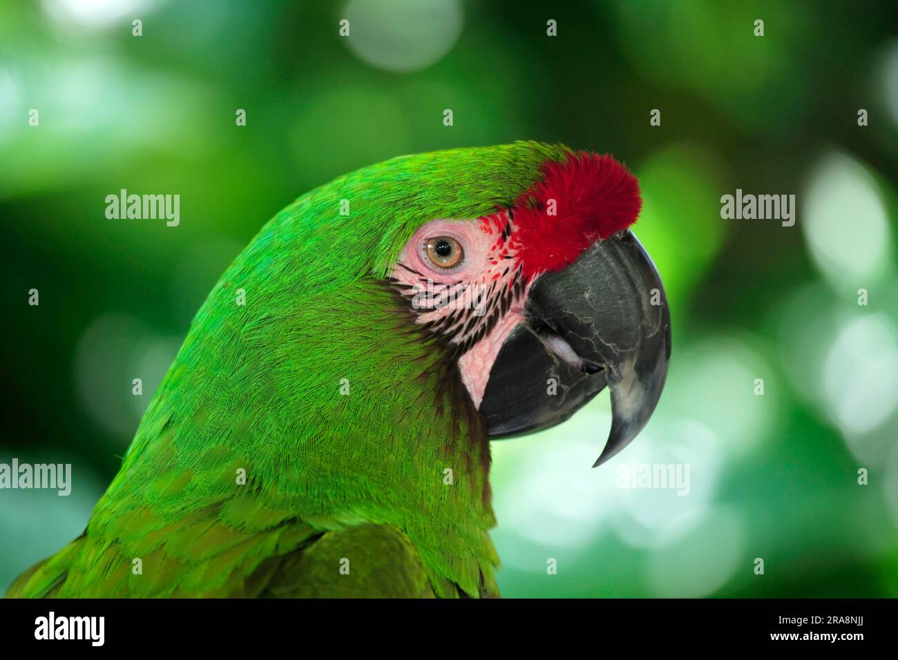 Military macaw (Ara militaris), lateral, profile Stock Photo - Alamy