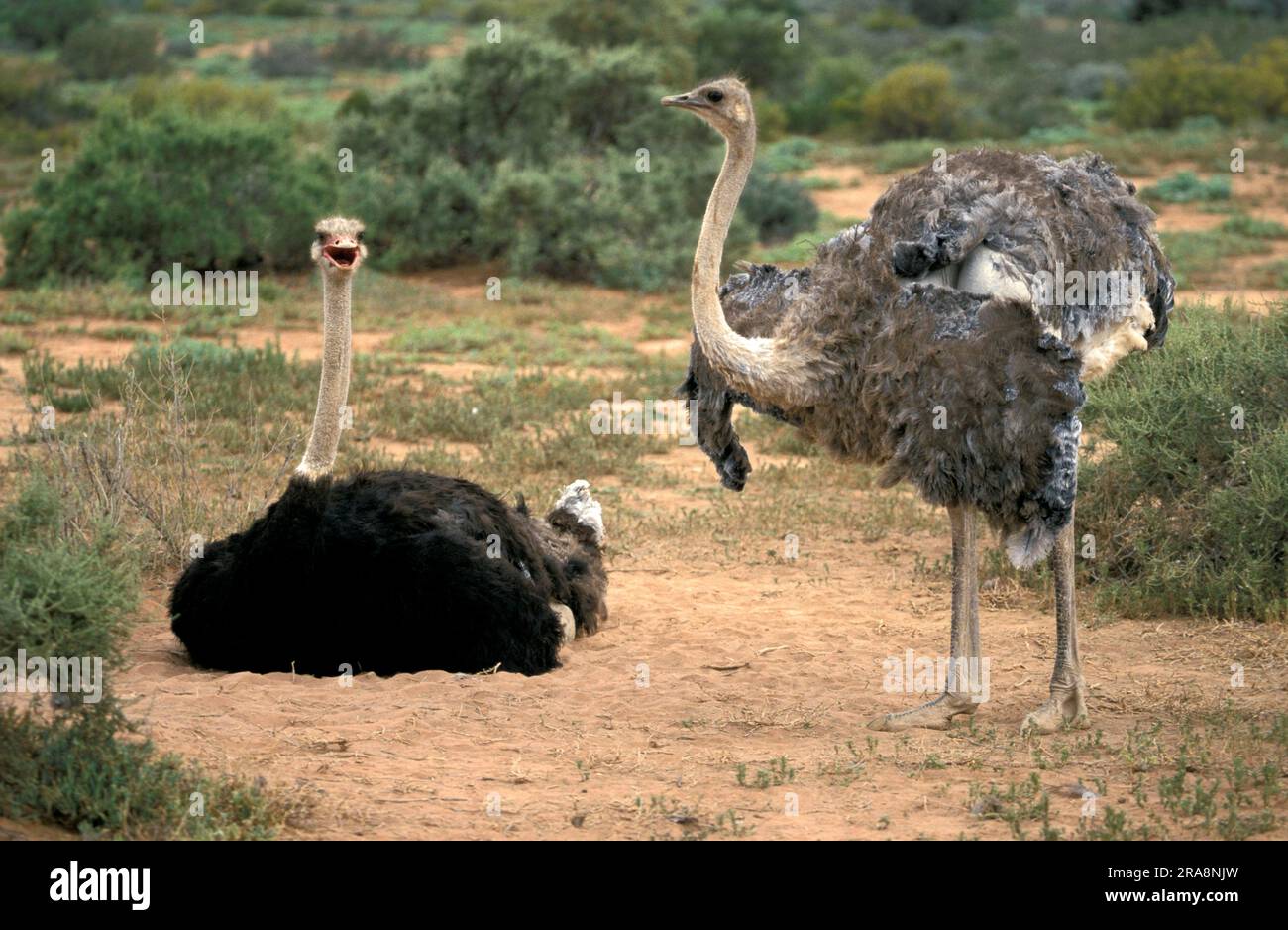 South African ostriches (Struthio camelus australis), pair, Klein Karoo ...