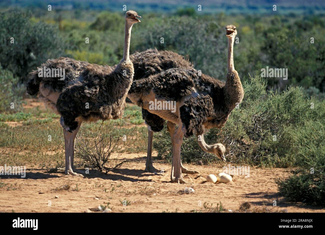 South African ostrich (Struthio camelus australis), female, Klein Karoo ...
