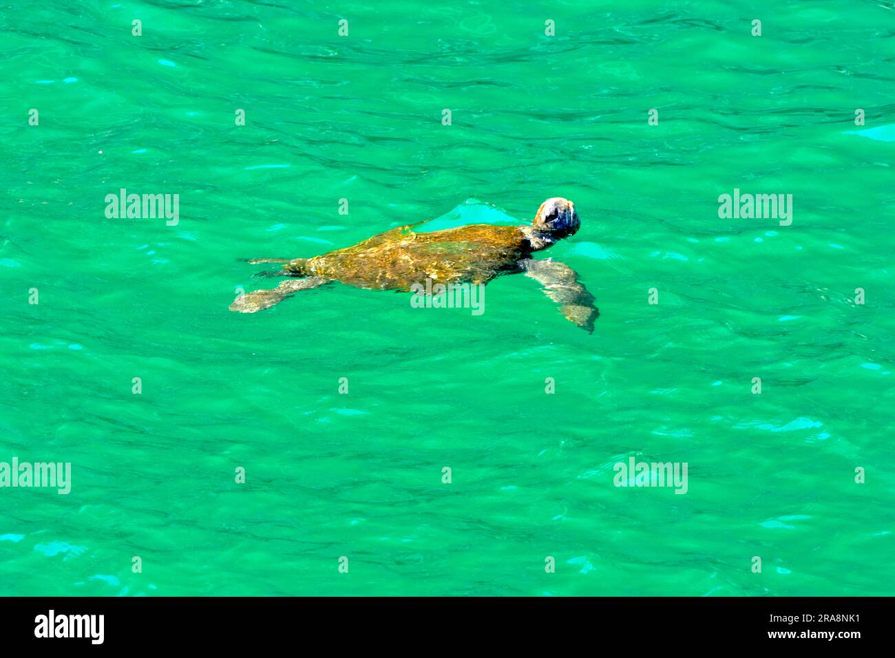 Pacific Green Turtle, Grand Cayman, Cayman Islands (Chelonia mydas ...
