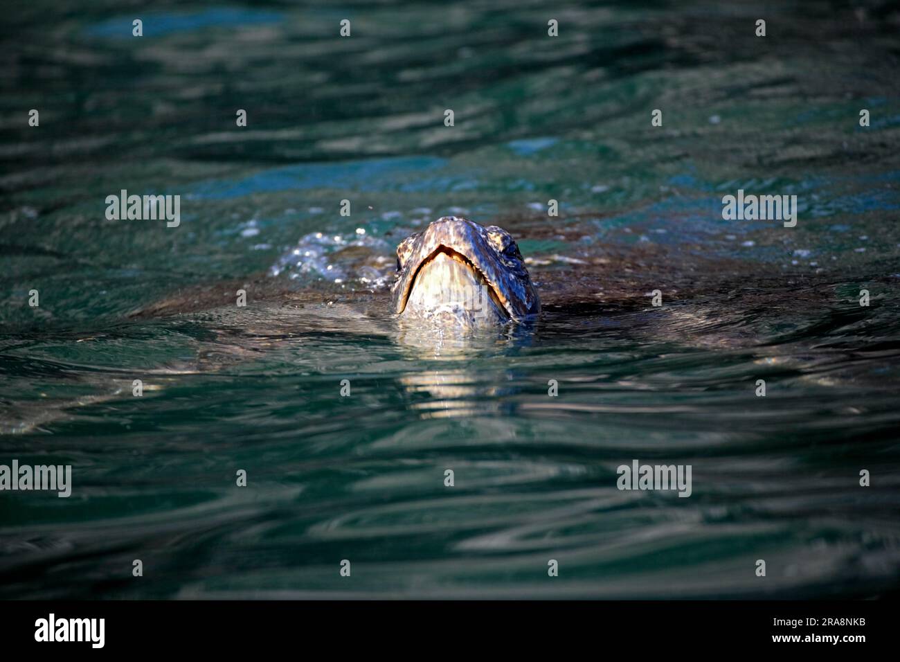 Pacific Green Turtle, Grand Cayman, Cayman Islands (Chelonia mydas ...