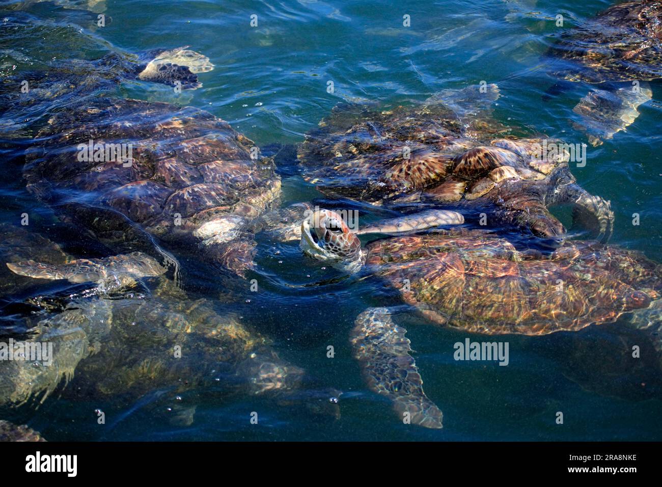 Green turtles (Chelonia mydas), Grand Cayman, Cayman Islands, Green ...