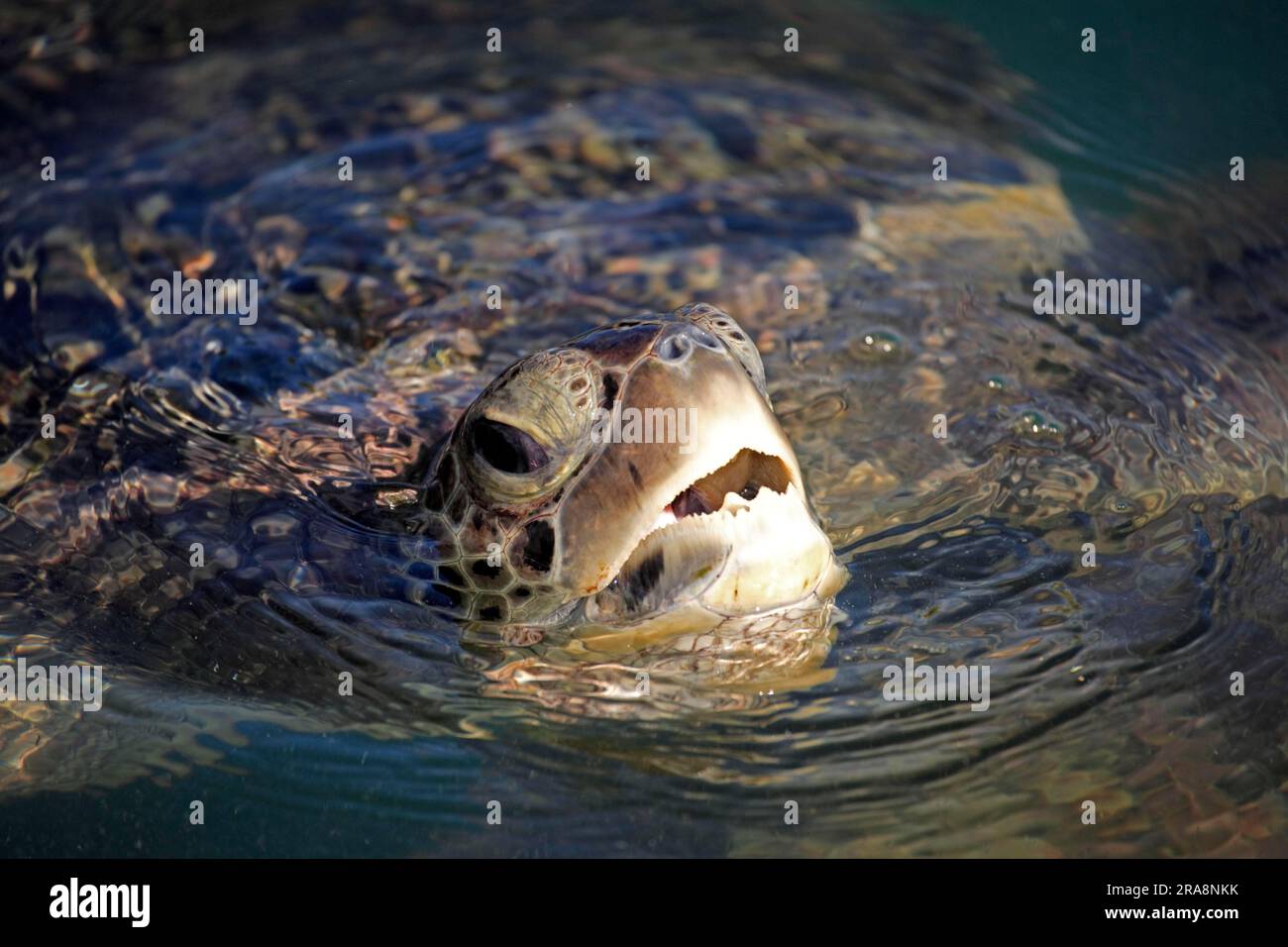 Adult green sea turtle hi-res stock photography and images - Alamy